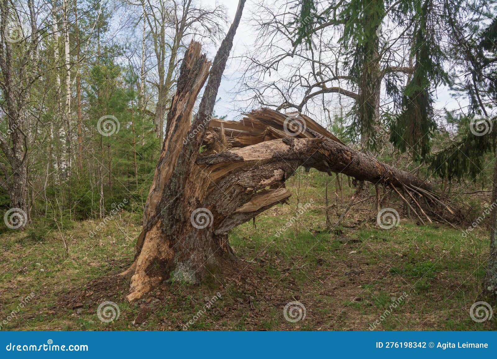 A storm damaged fir tree stock photo. Image of storm - 276198342
