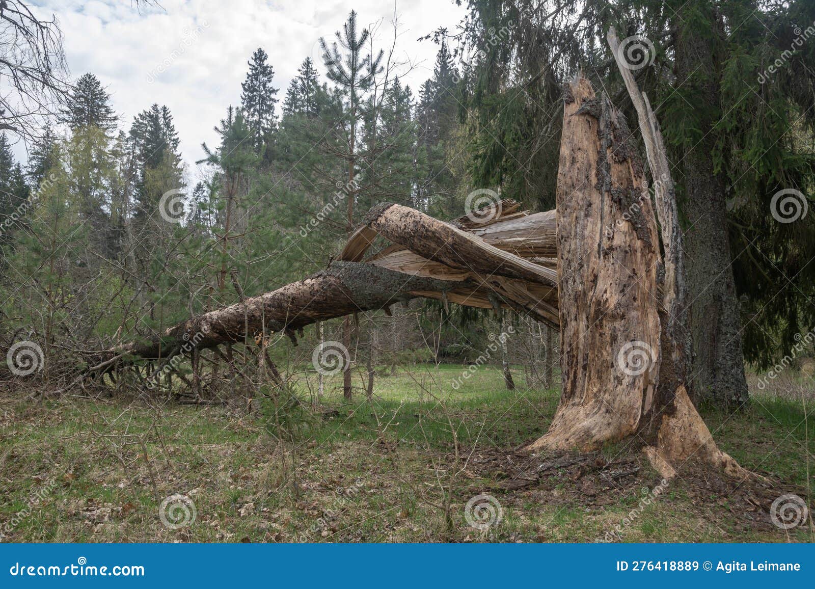 A storm damaged fir tree . stock image. Image of spring - 276418889
