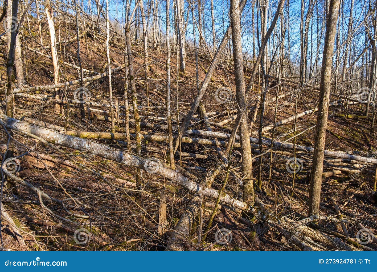 Storm Damaged Forest with Fallen Trees on a Slope Stock Image - Image ...