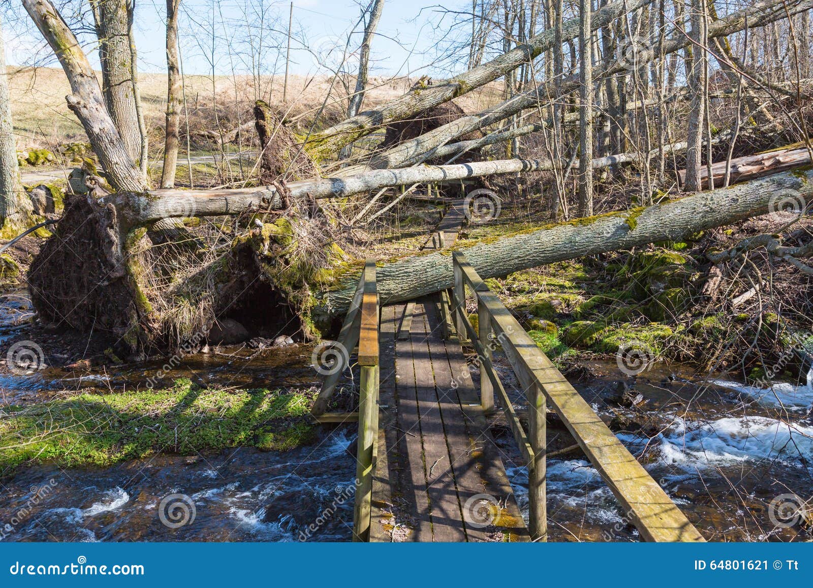 Storm damaged forest stock image. Image of footpath, lying - 64801621