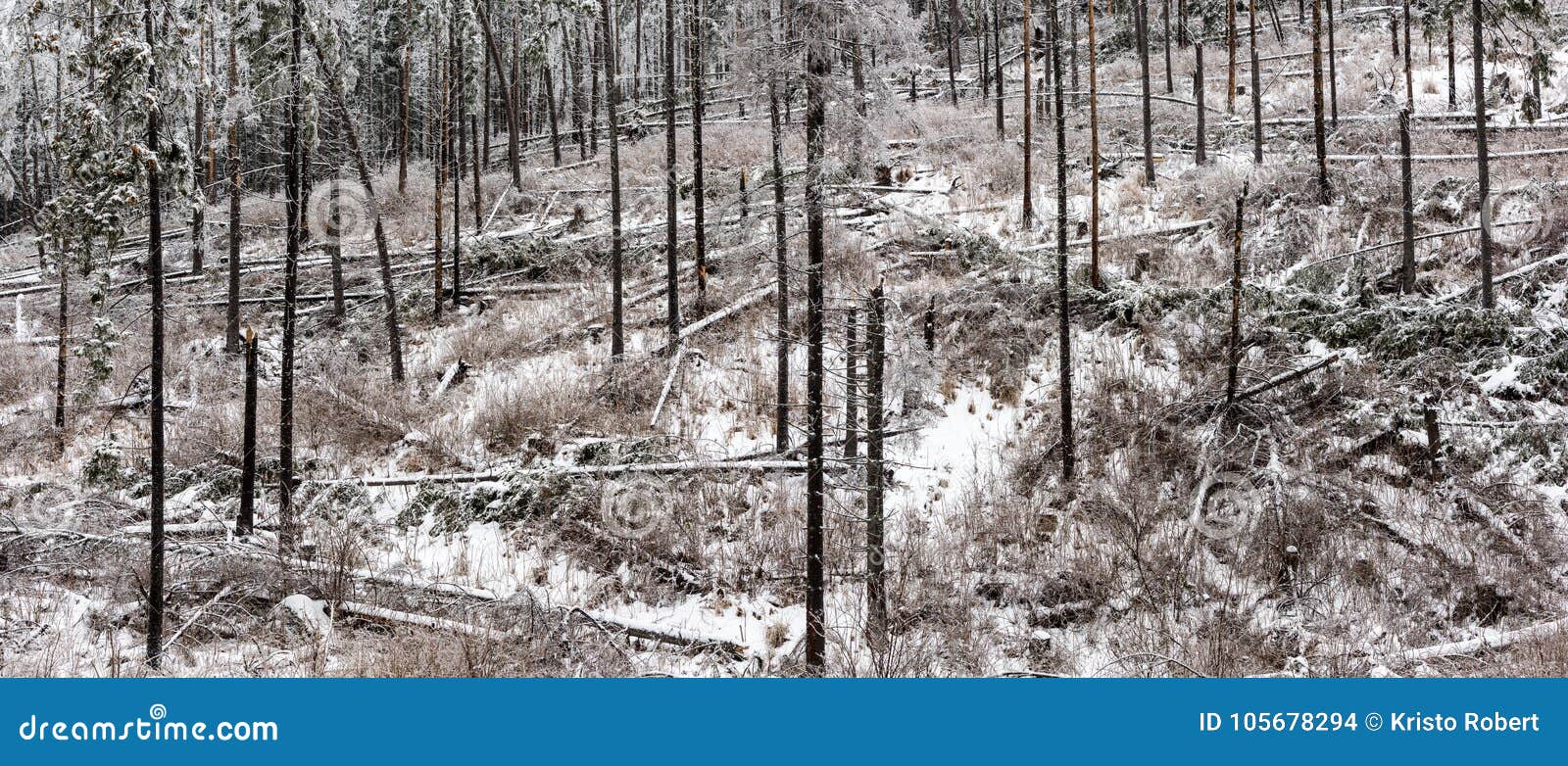 Storm Damaged Forest Landscape. Stock Photo - Image of angle, lighting ...