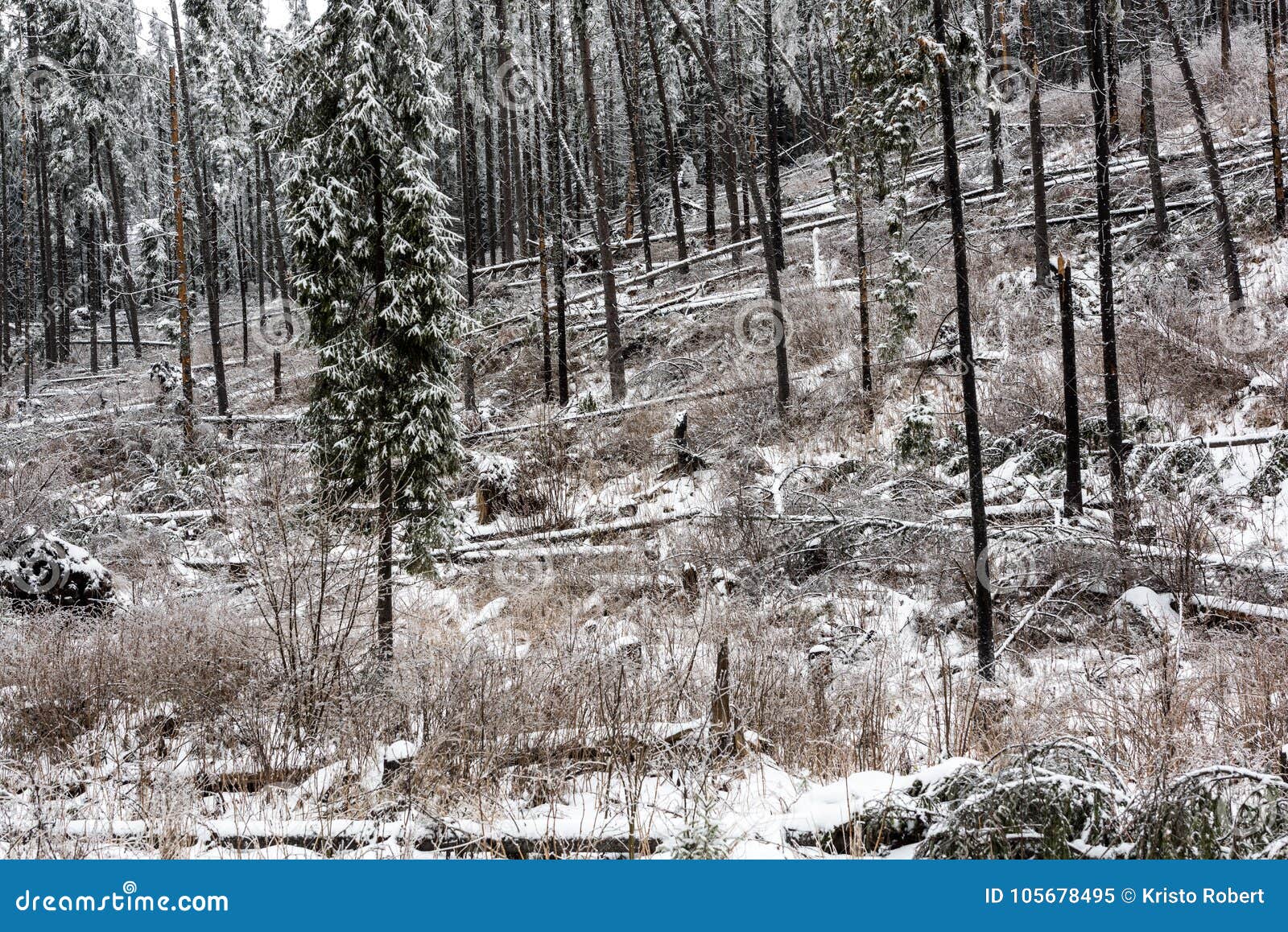 Storm Damaged Forest Landscape. Stock Image - Image of forestry, damage ...