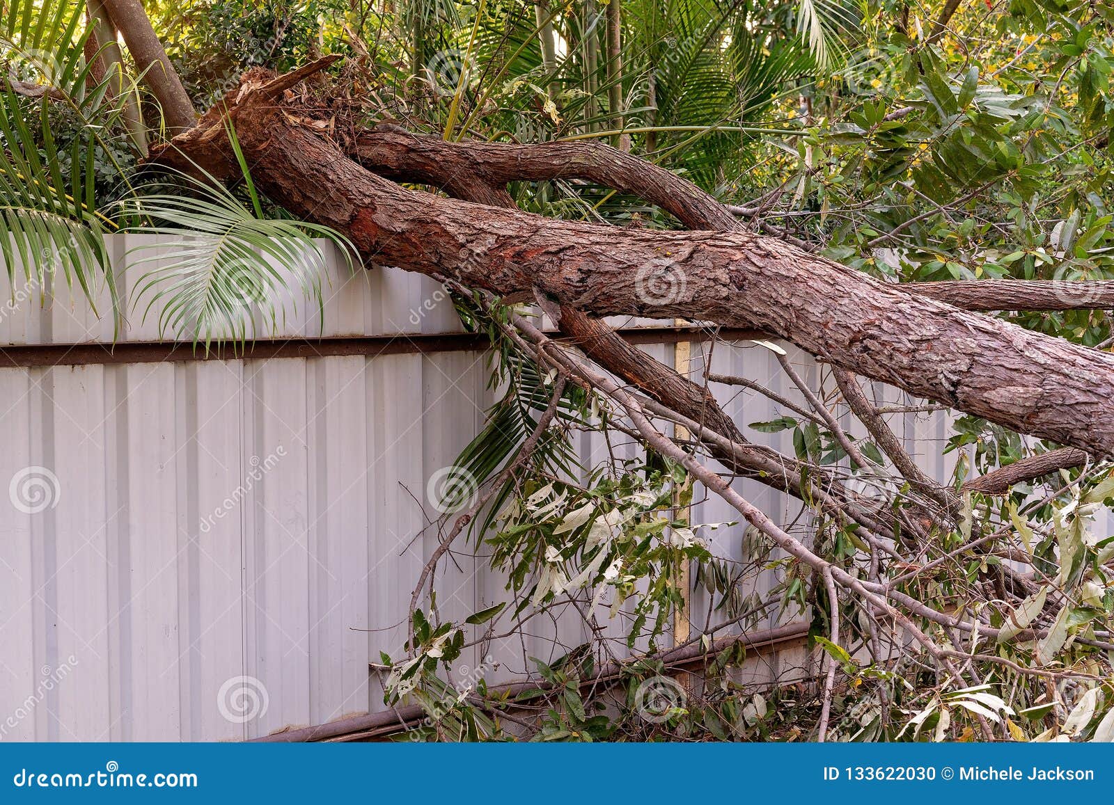 Storm Damaged Tree Fallen on a Fence Stock Photo - Image of distressed ...