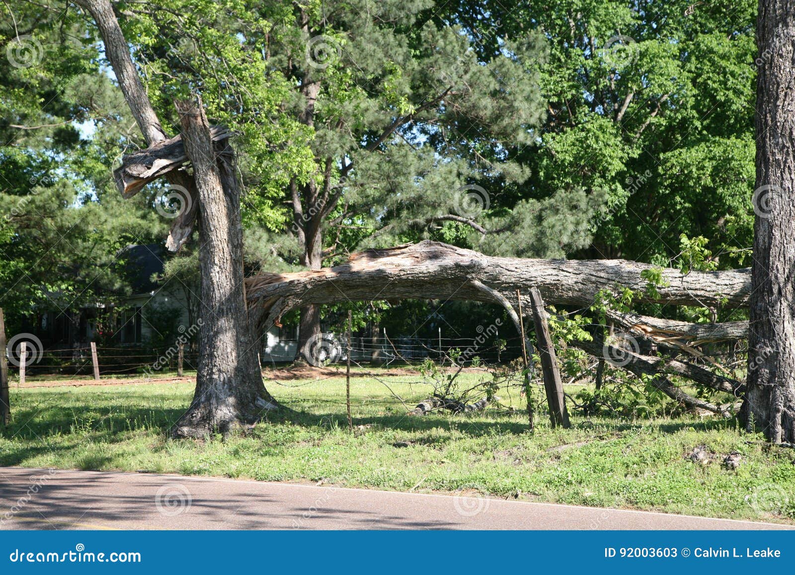 Storm Damaged Tree stock image. Image of danger, trench - 92003603