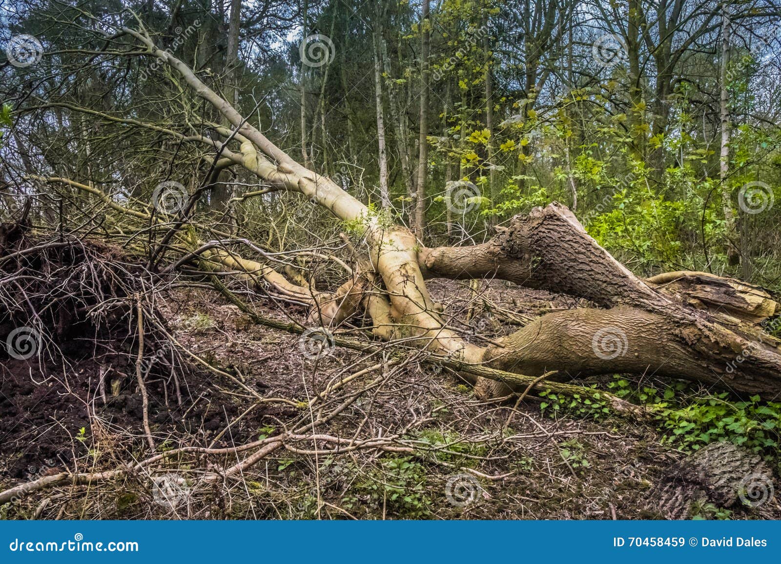 Storm damaged tree. stock image. Image of foliage, setting - 70458459