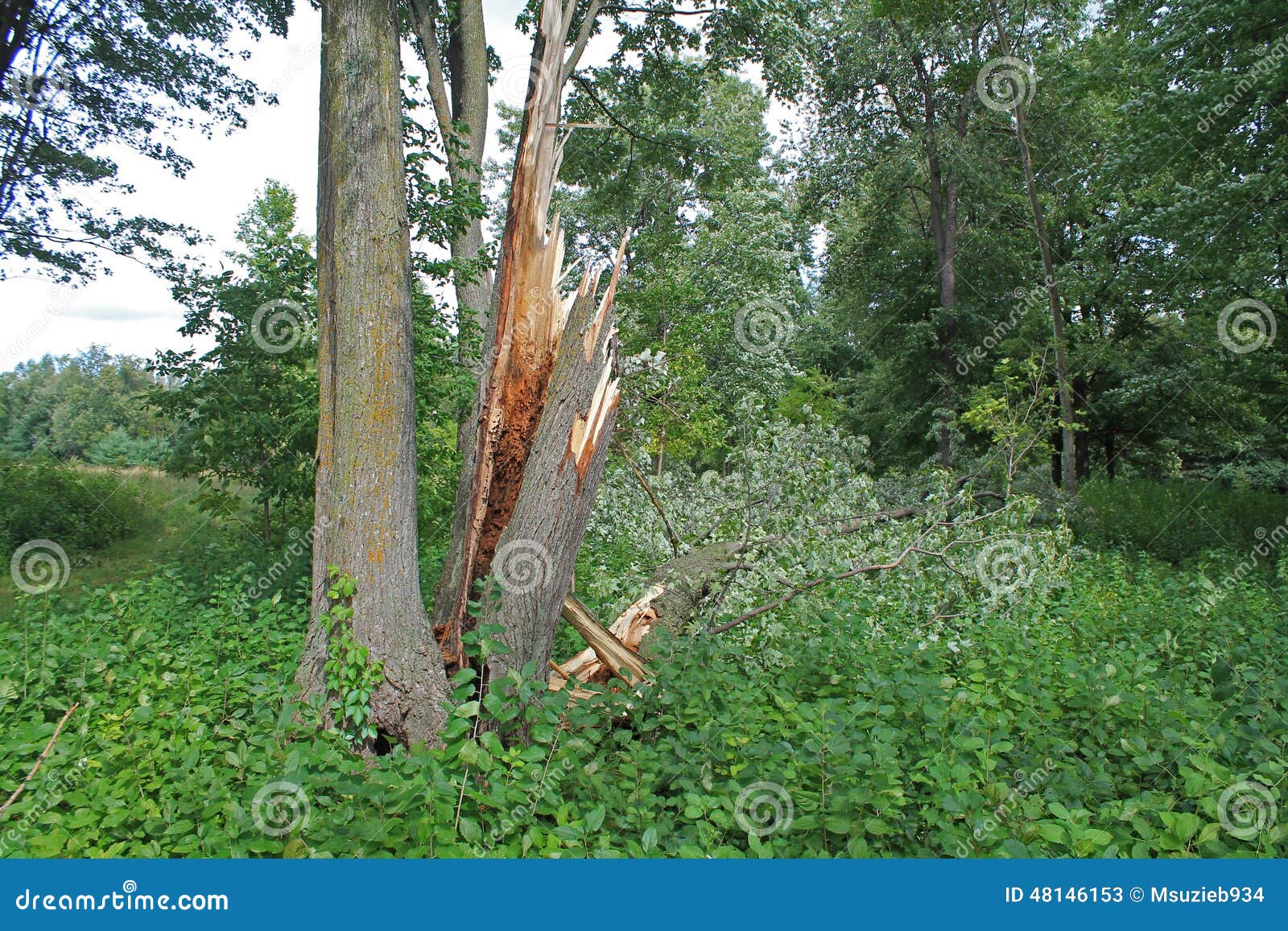 Storm damaged tree stock image. Image of trunk, damaged - 48146153