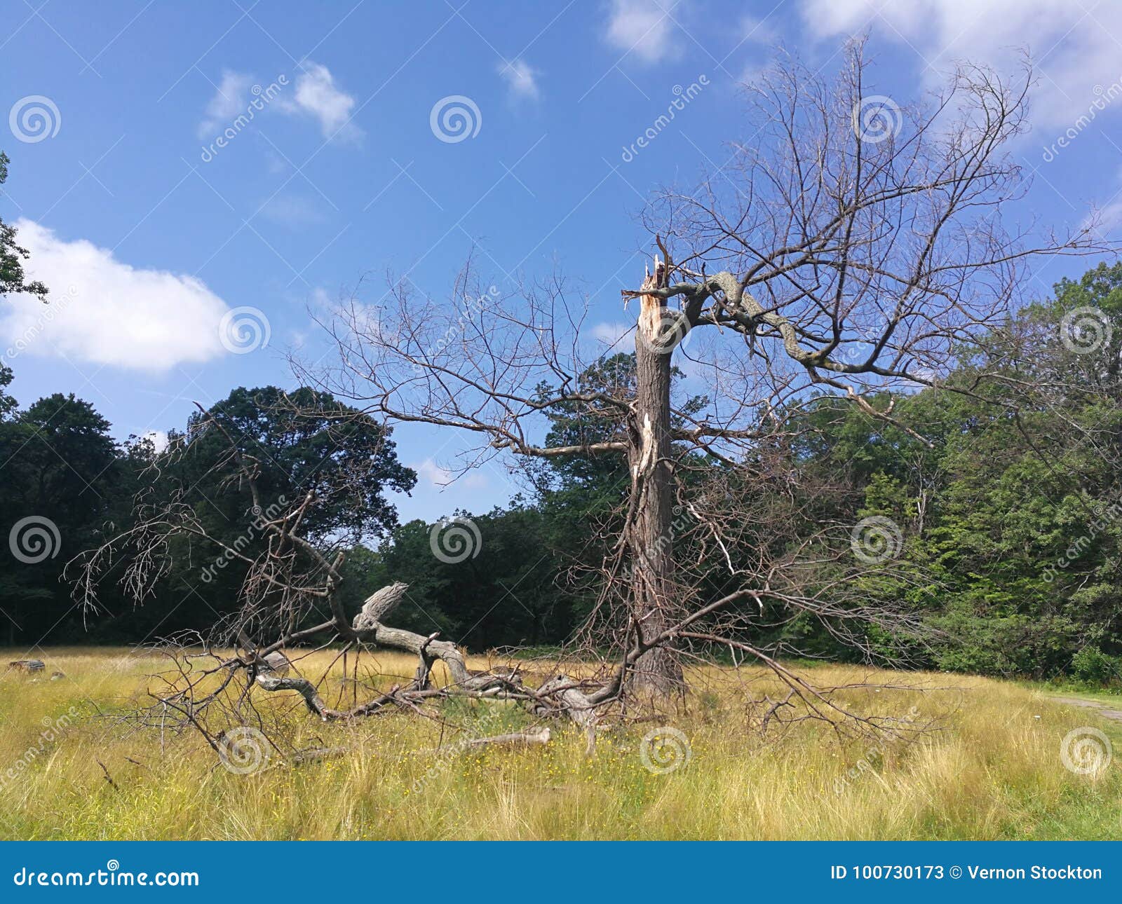 Storm damaged tree stock image. Image of damaged, damage - 100730173