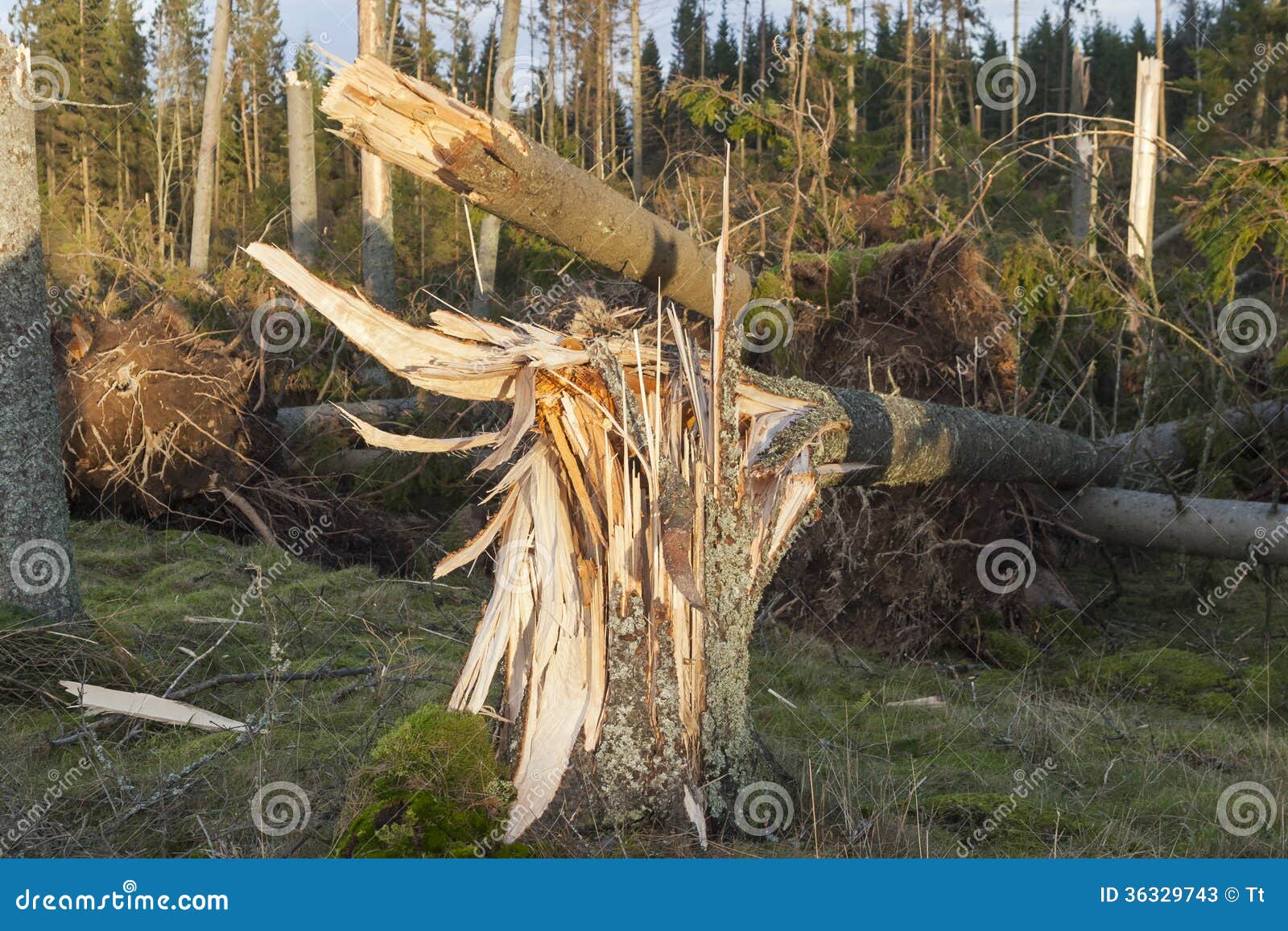 Storm fallen tree stock image. Image of windstorm, windbreak - 36329743