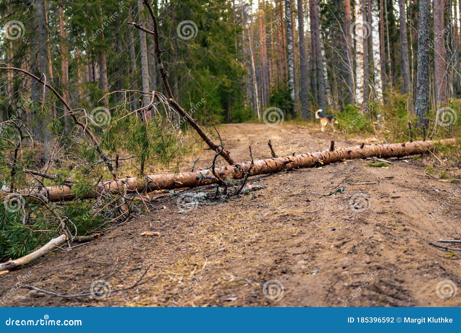 After a Storm Fallen Tree Lies Across a Path Stock Photo - Image of ...