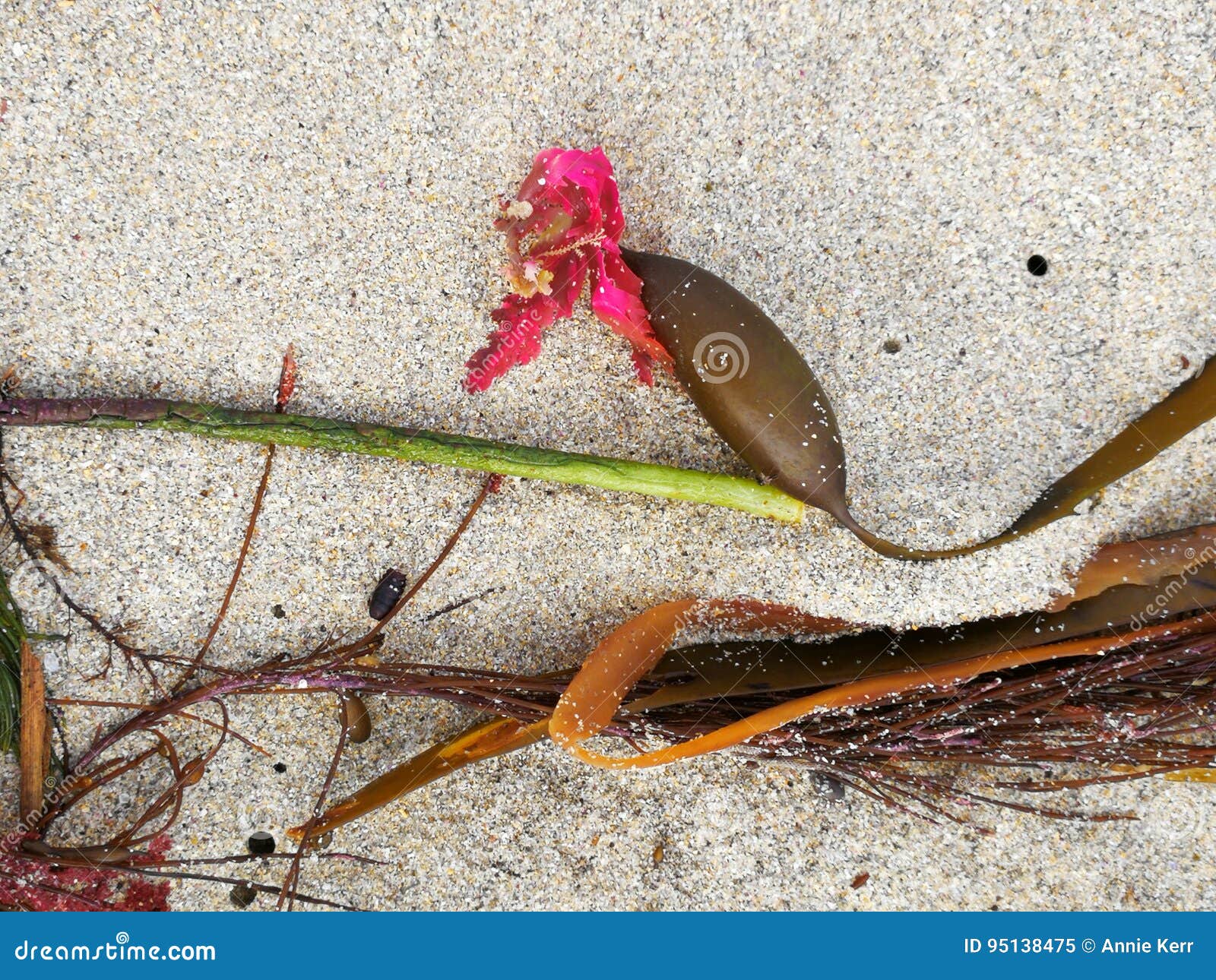 After the storm stock image. Image of beach, jetsam, flotsam - 95138475