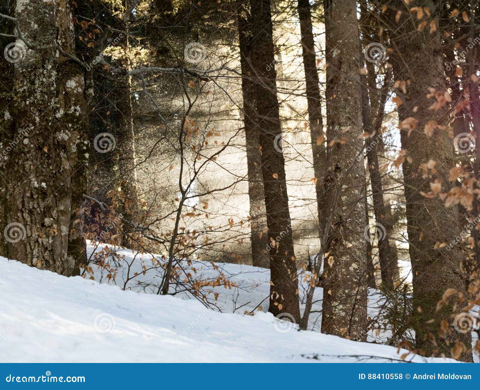 Storm in the forest stock photo. Image of rodnei, romania - 88410558