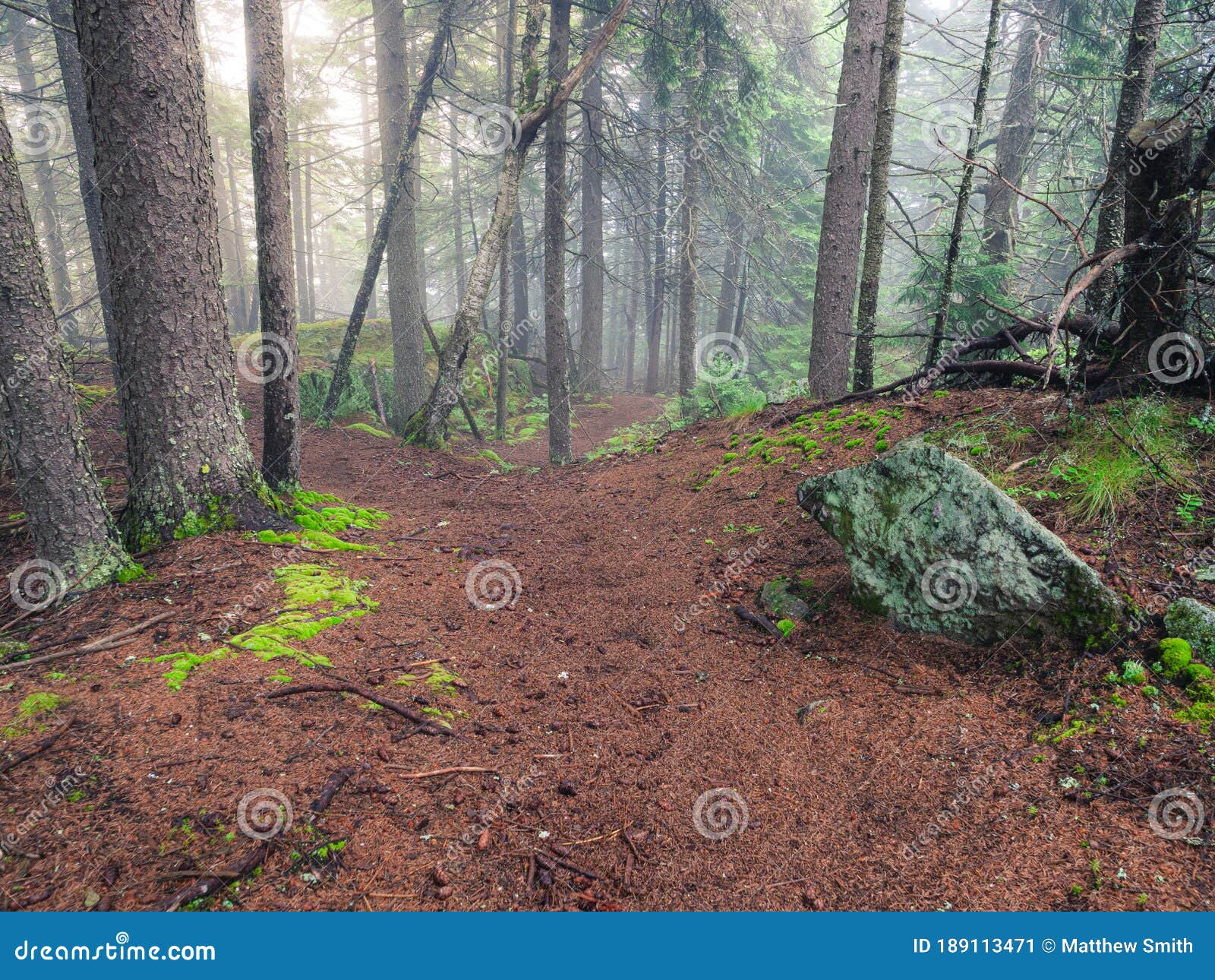 Storm in a Forest stock image. Image of clouds, thunderstorms - 189113471