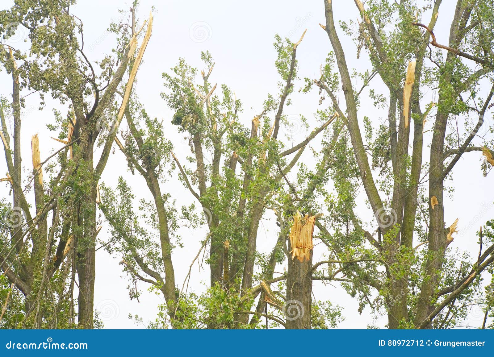 Destroyed Trees In The Karkonosze Mountains / Giant Mountains In Poland ...