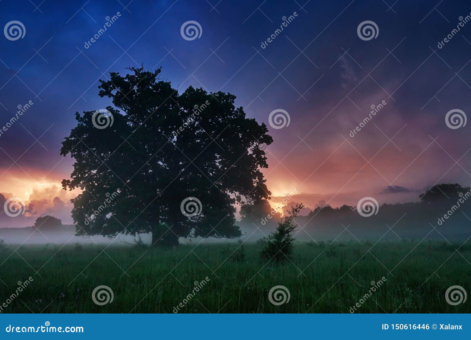 Storm and Mist in the Forest Stock Photo - Image of morning, plain ...