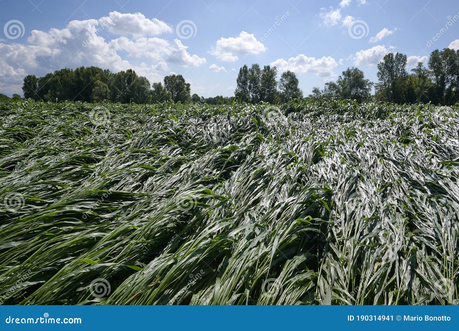 Storm stock image. Image of corn, wind, typhoon, storm - 190314941