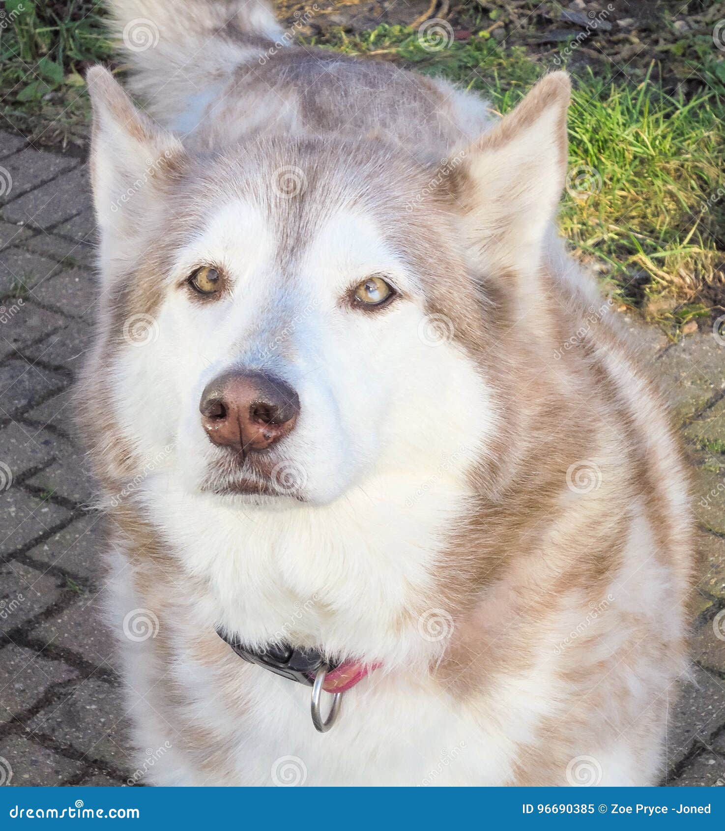Storm stock image. Image of fluffy, storm, husky, cute - 96690385