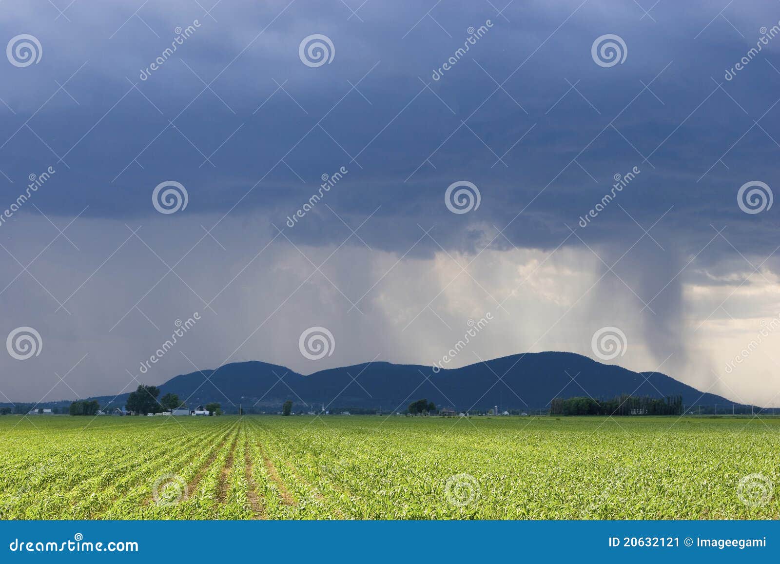 Storm over corn field stock image. Image of plant, nature - 20632121
