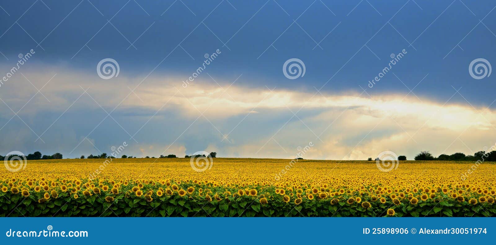 Storm Over a Field of Sunflowers. Stock Photo - Image of leaves, clouds ...