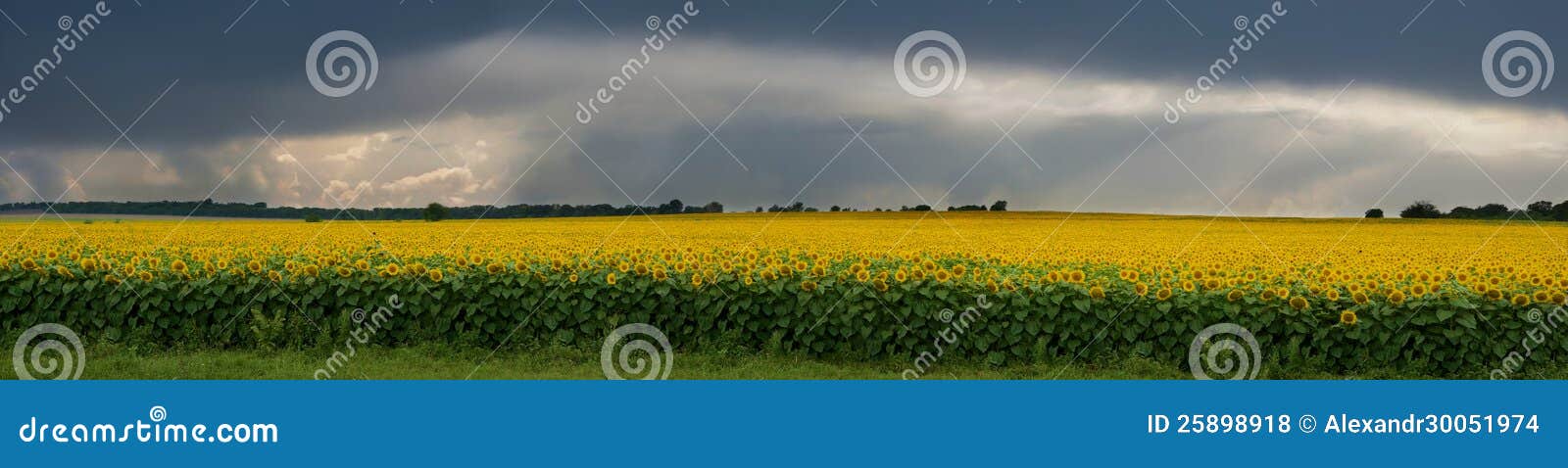 Storm Over a Field of Sunflowers. Stock Photo - Image of field, space ...