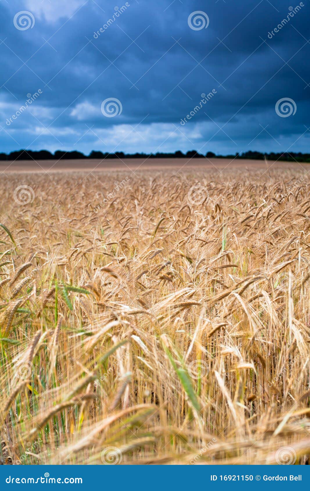 Storm Over a Norflok Wheat Fiield Stock Photo - Image of field, wind ...