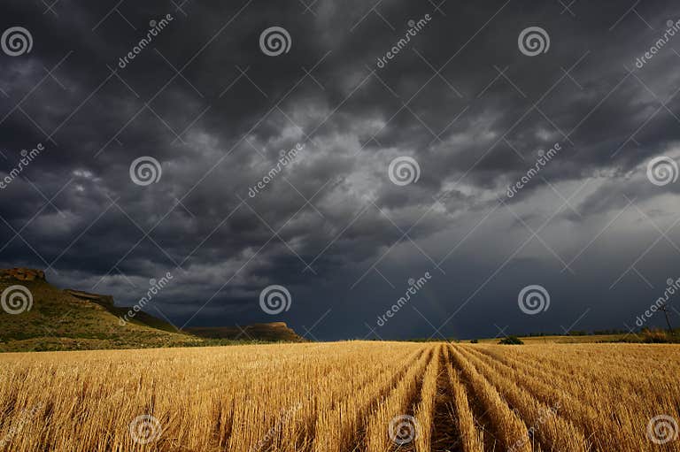 Storm Over the Wheat Fields Stock Photo - Image of climate, gold: 13241744