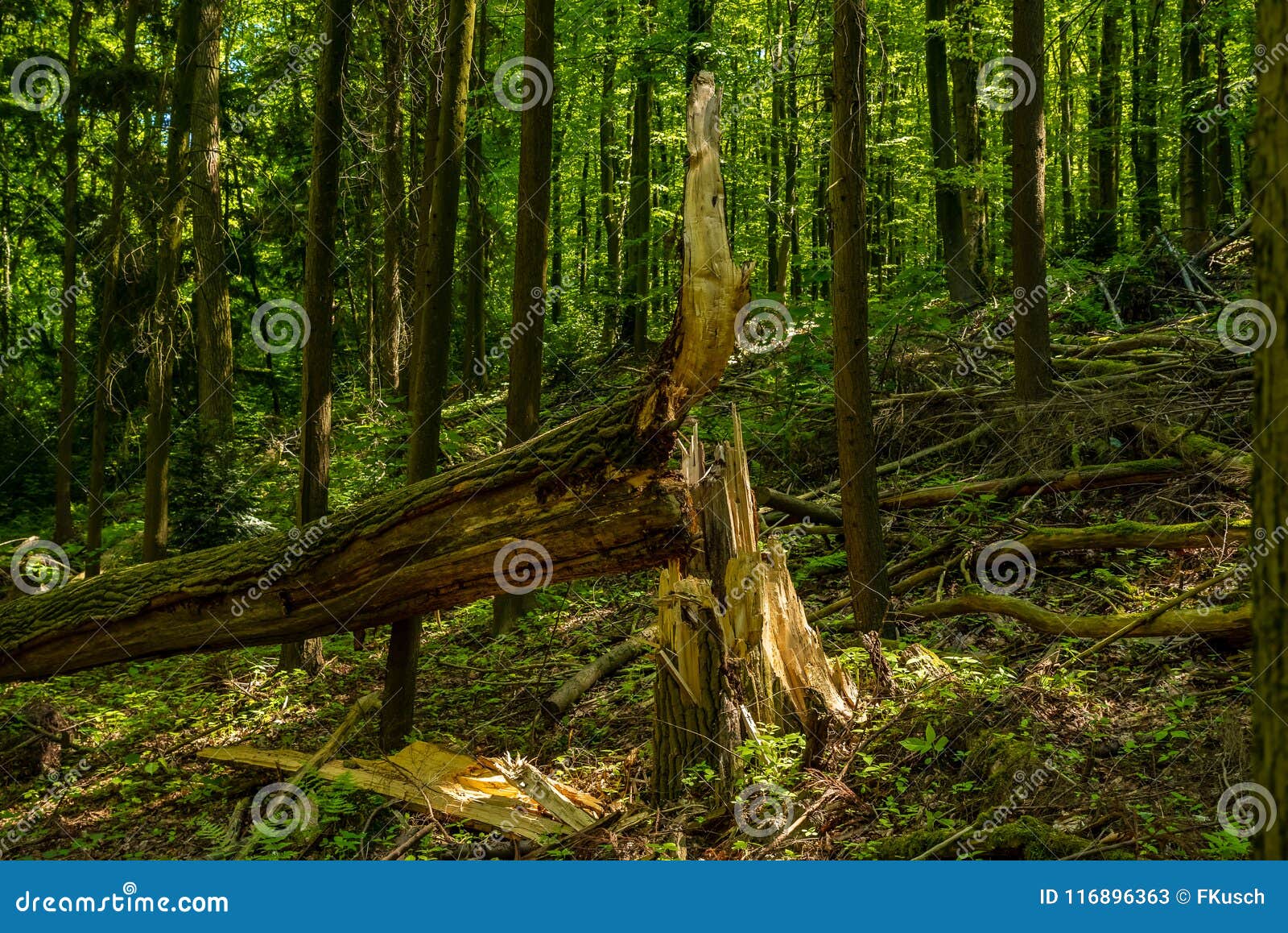 Through a Storm Overturned Tree in the Forest Stock Image - Image of ...