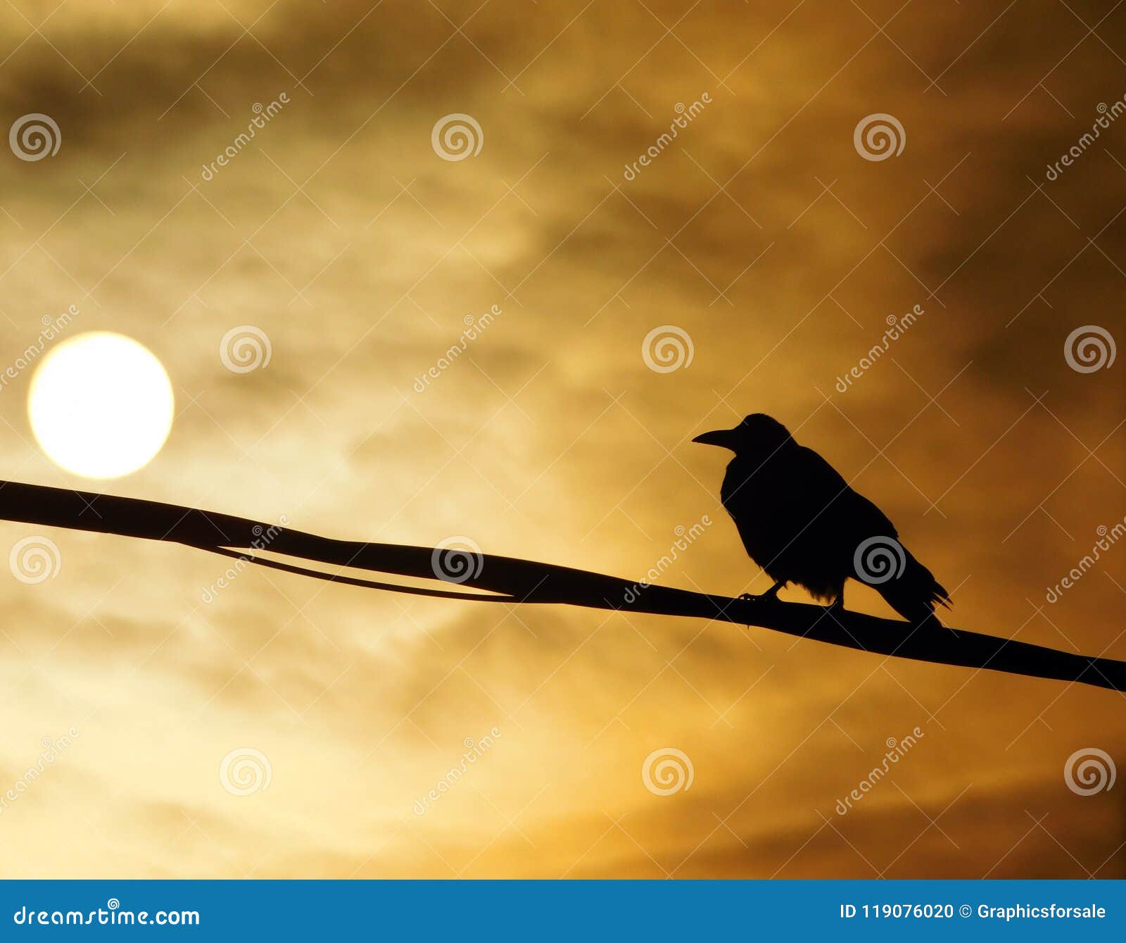 After Storm, Raven on a Wire Looking into the Sunset Stock Photo ...