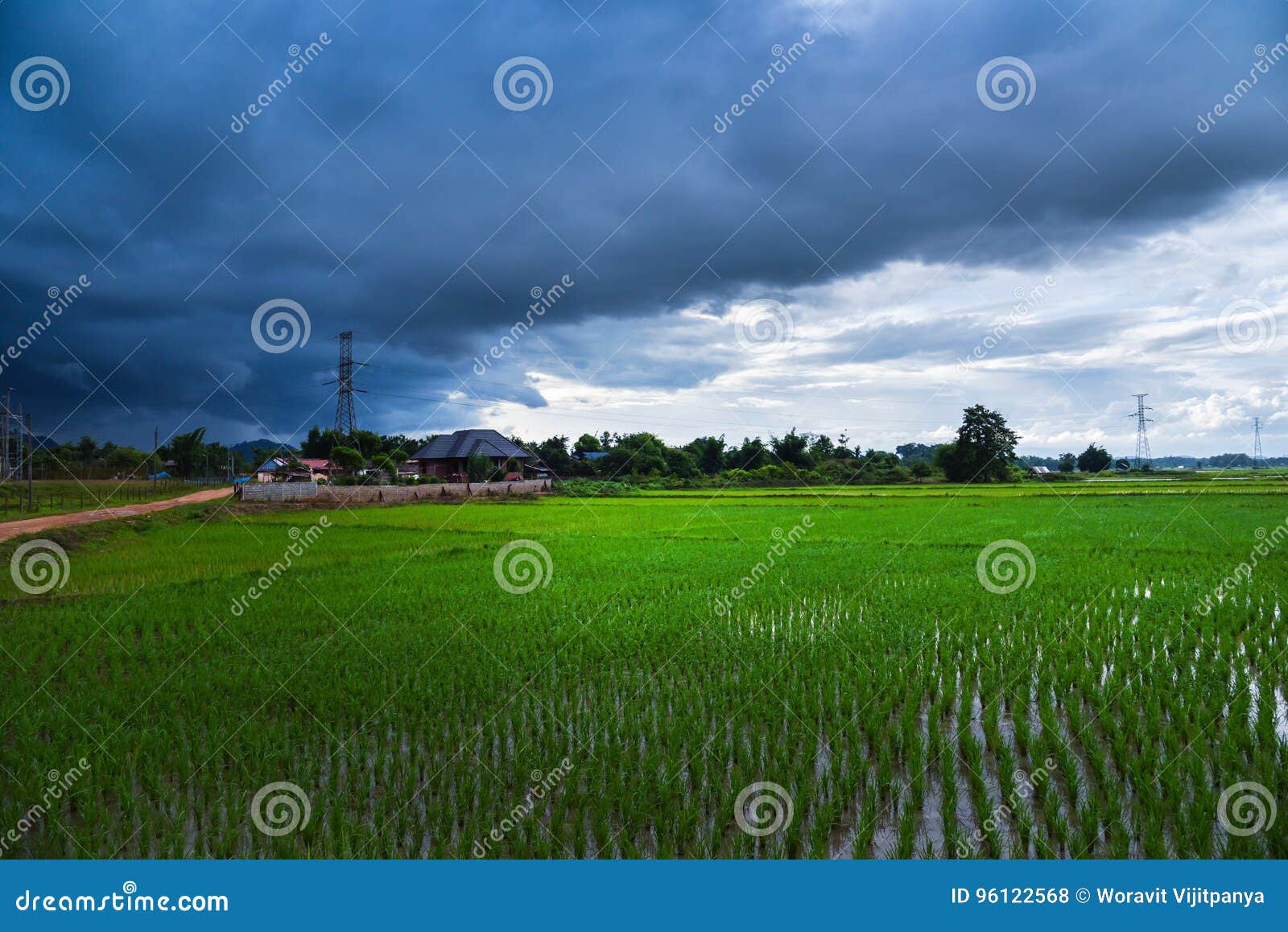 The storm Rice field stock photo. Image of horizon, cloud - 96122568