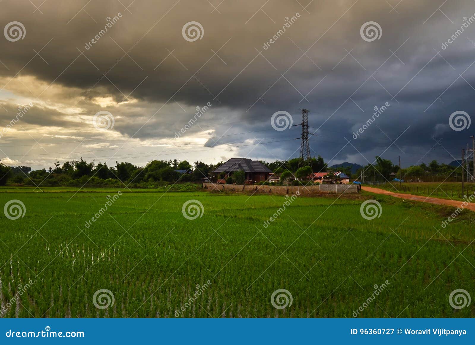 The storm Rice field stock image. Image of nature, dramatic - 96360727