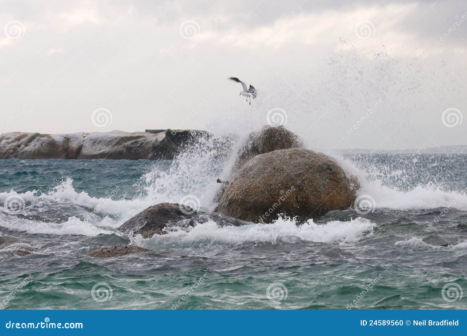 Storm sea bird stock photo. Image of granite, cape, waves - 24589560