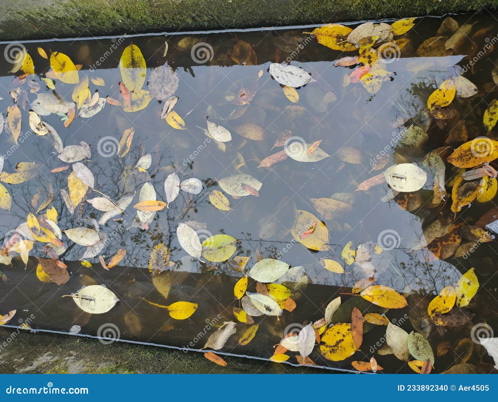 Storm Sewer Covered with Fallen Leaves Stock Photo - Image of fall ...