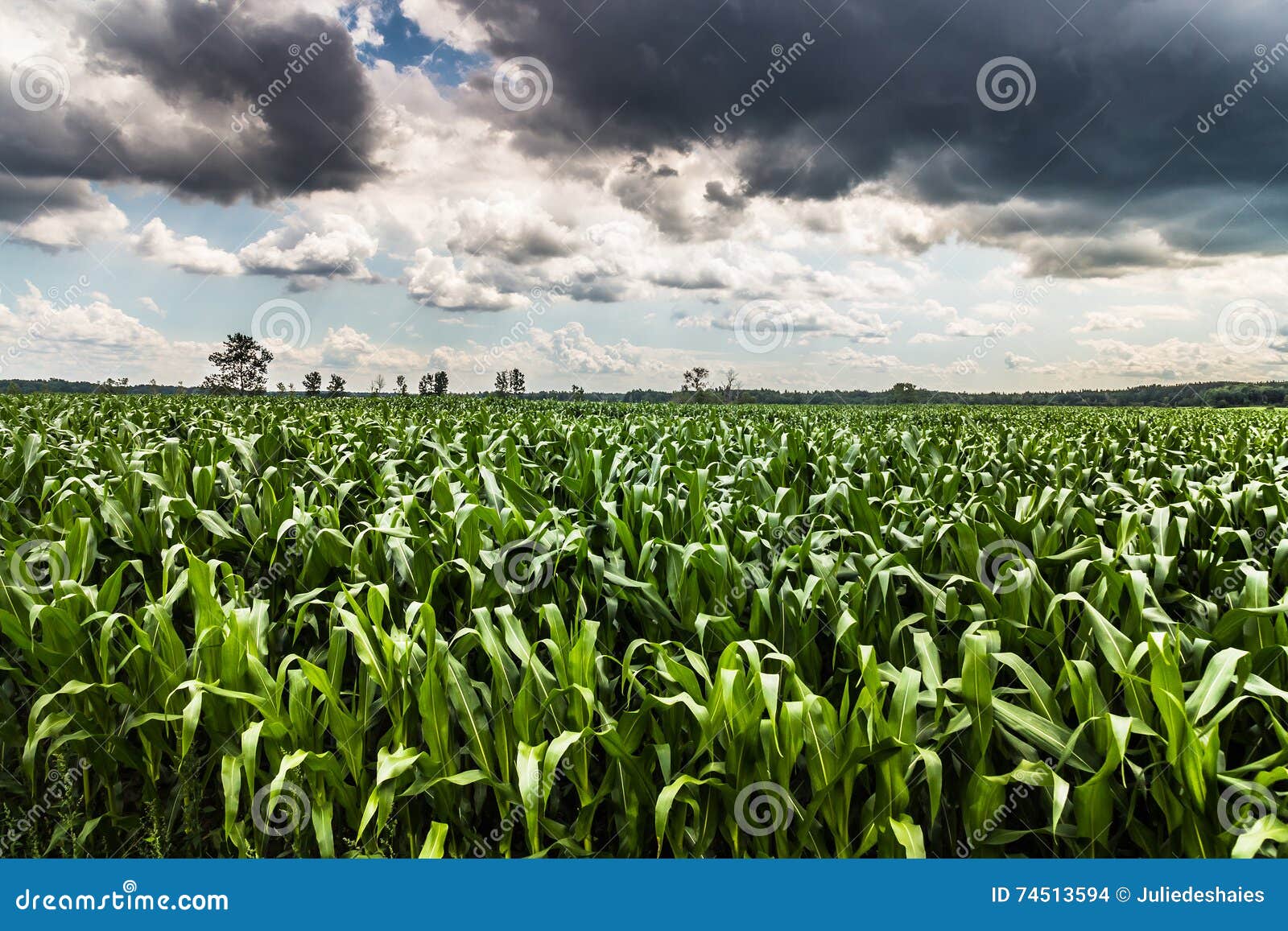 Storm Sky Corn Field Landscape Stock Photo - Image of field, season ...