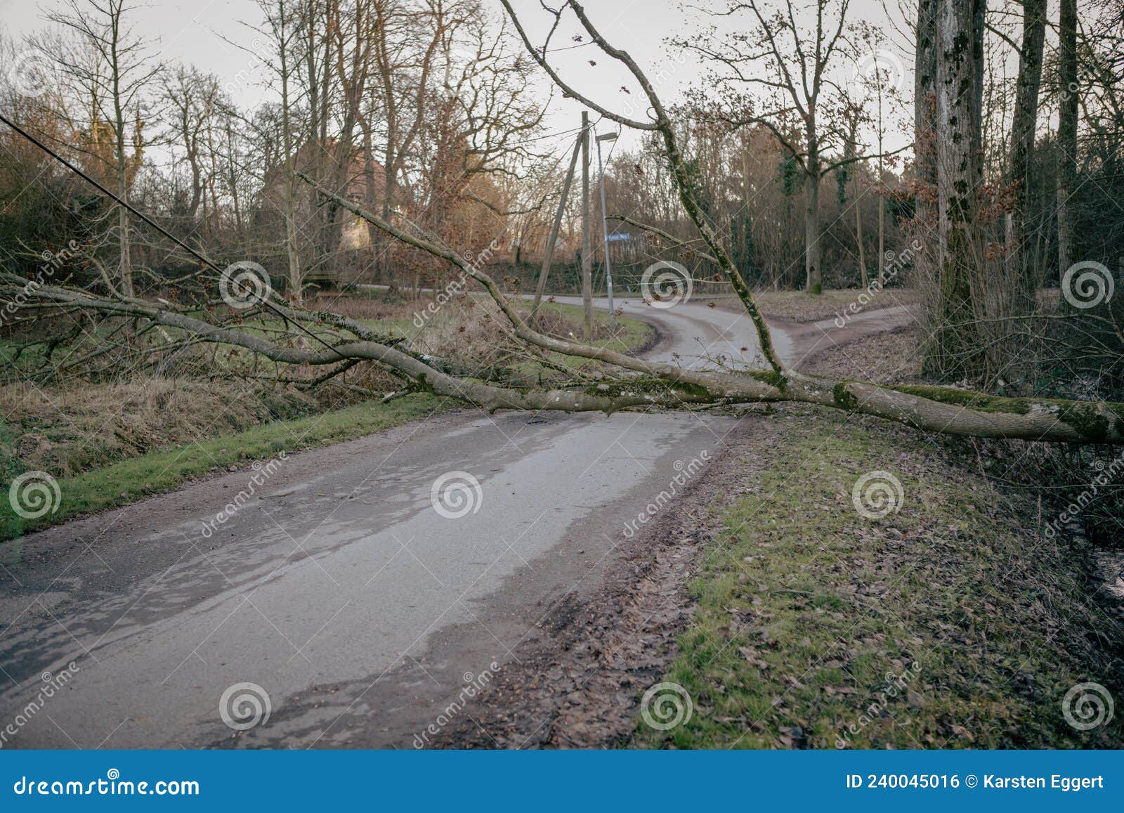 After the Storm There is a Fallen Tree on the Road Stock Photo - Image ...