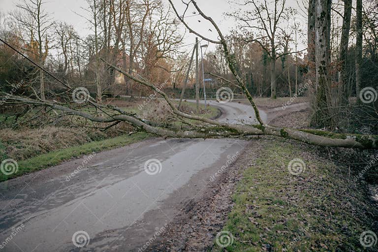 After the Storm There is a Fallen Tree on the Road Stock Photo - Image ...