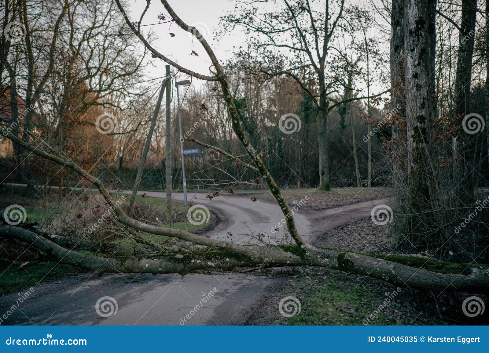 After the Storm There is a Fallen Tree on the Road Stock Image - Image ...
