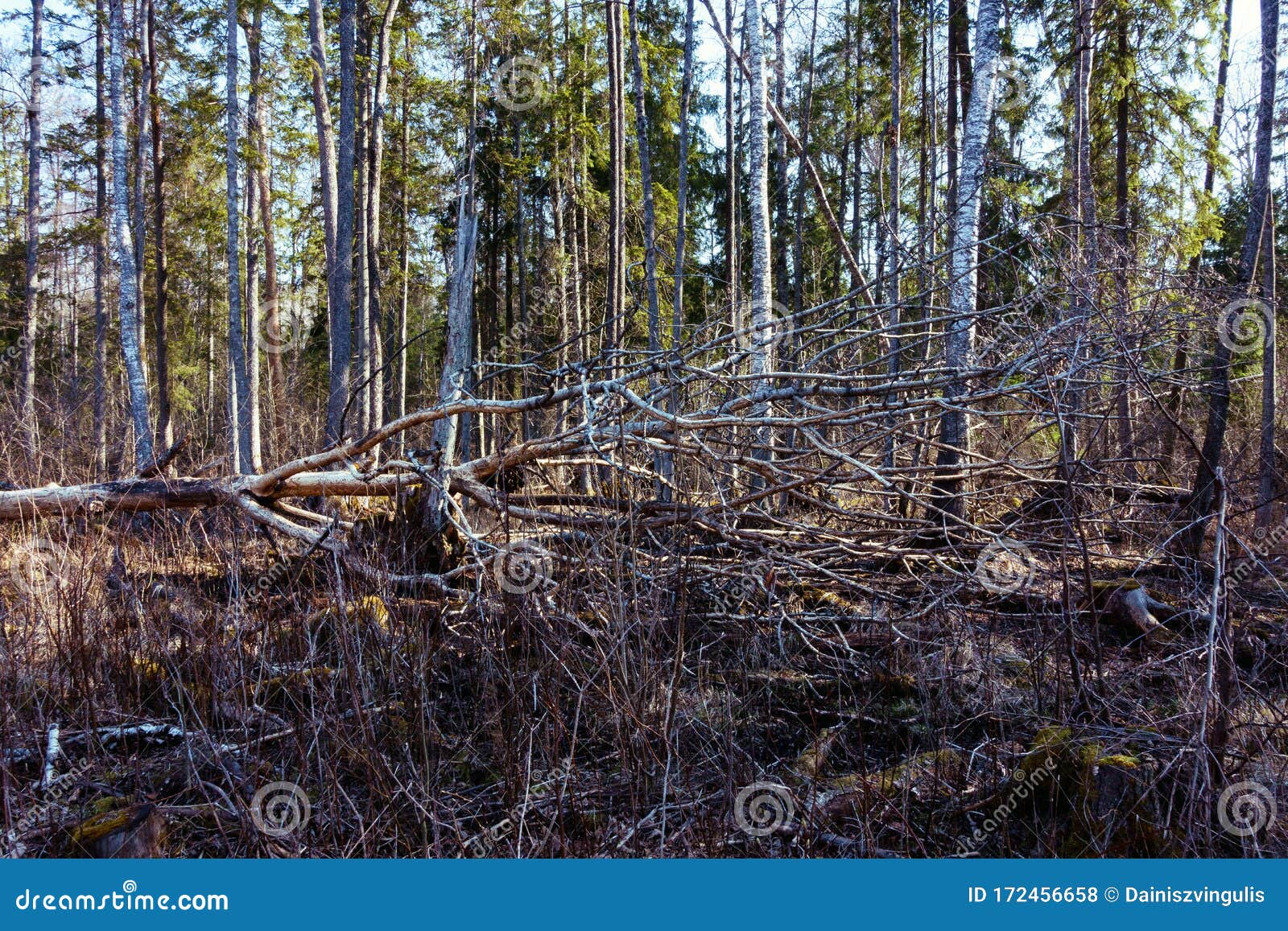 After the Storm, a Tree Fell in the Forest Stock Photo - Image of ...
