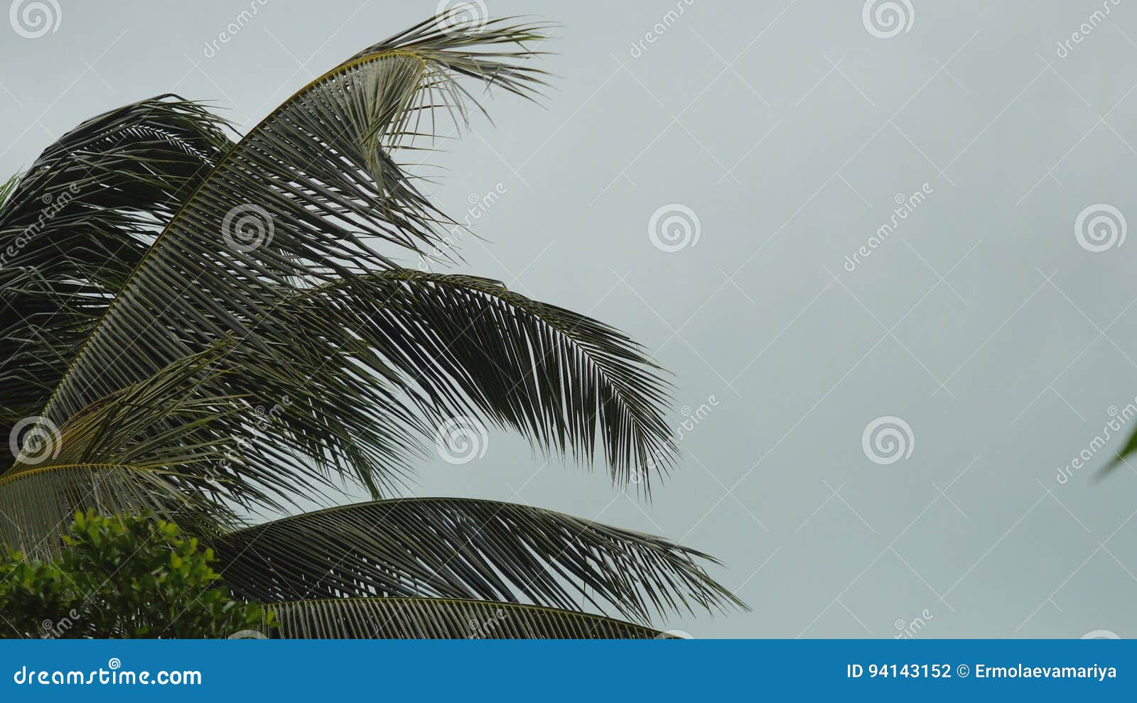 Storm Winds Blowing Palm Trees on Tropical Island Stock Photo - Image ...