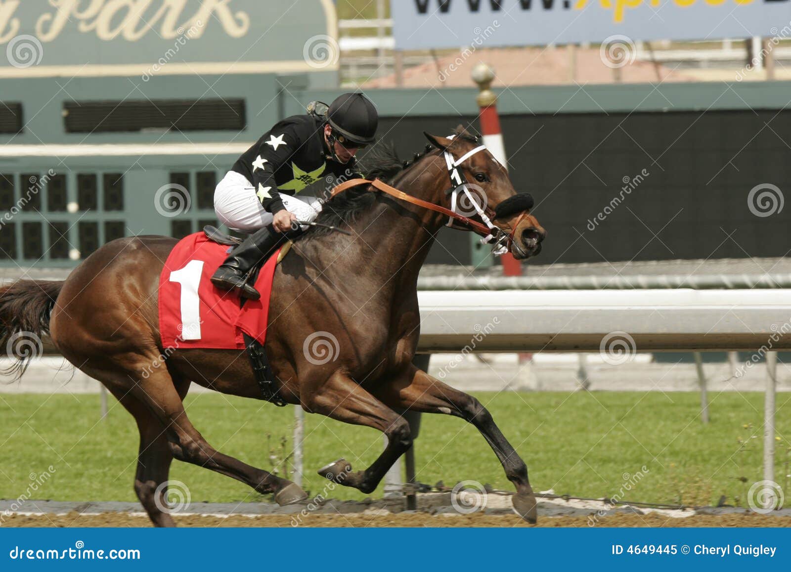 Storming Toward the Finish Line Editorial Image - Image of horse, ride ...