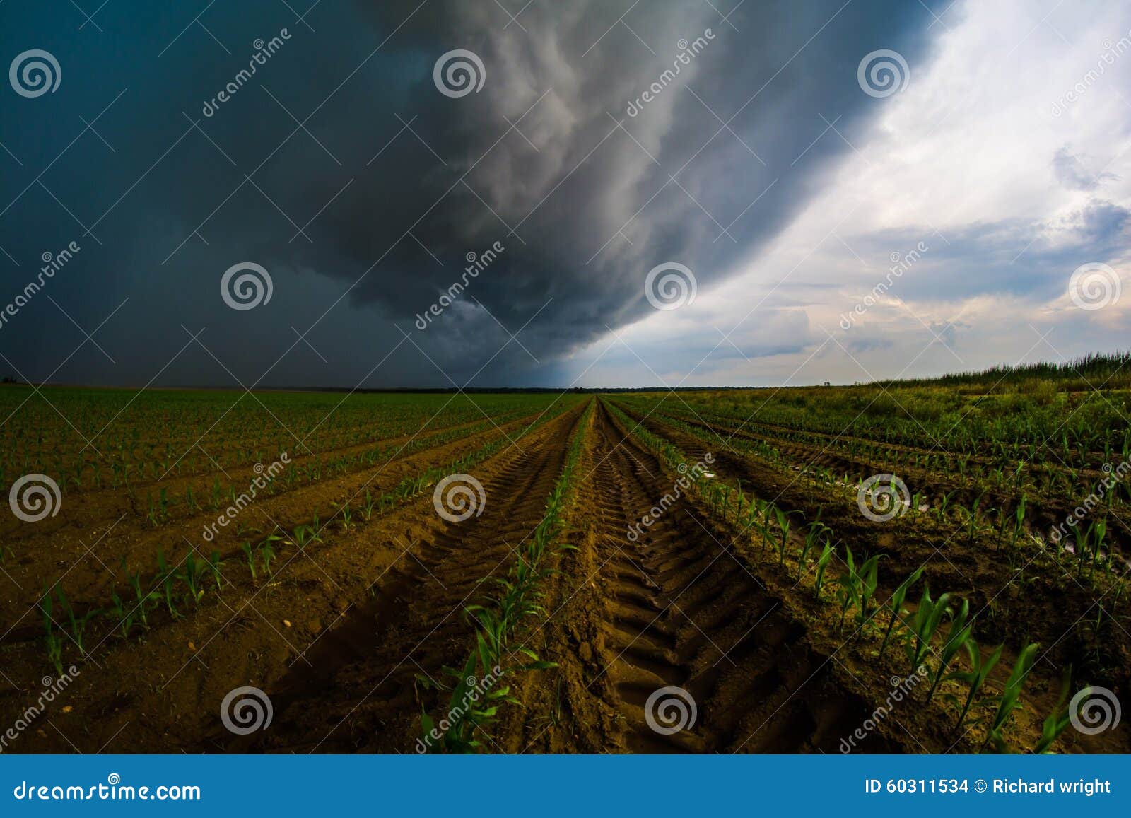 Stormy corn stock photo. Image of stormy, field, rolling - 60311534