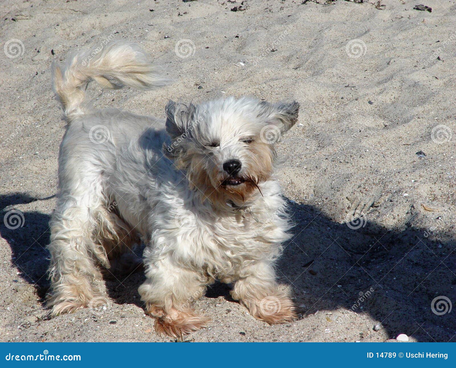 Stormy dog stock image. Image of hairy, flying, nose, animal - 14789