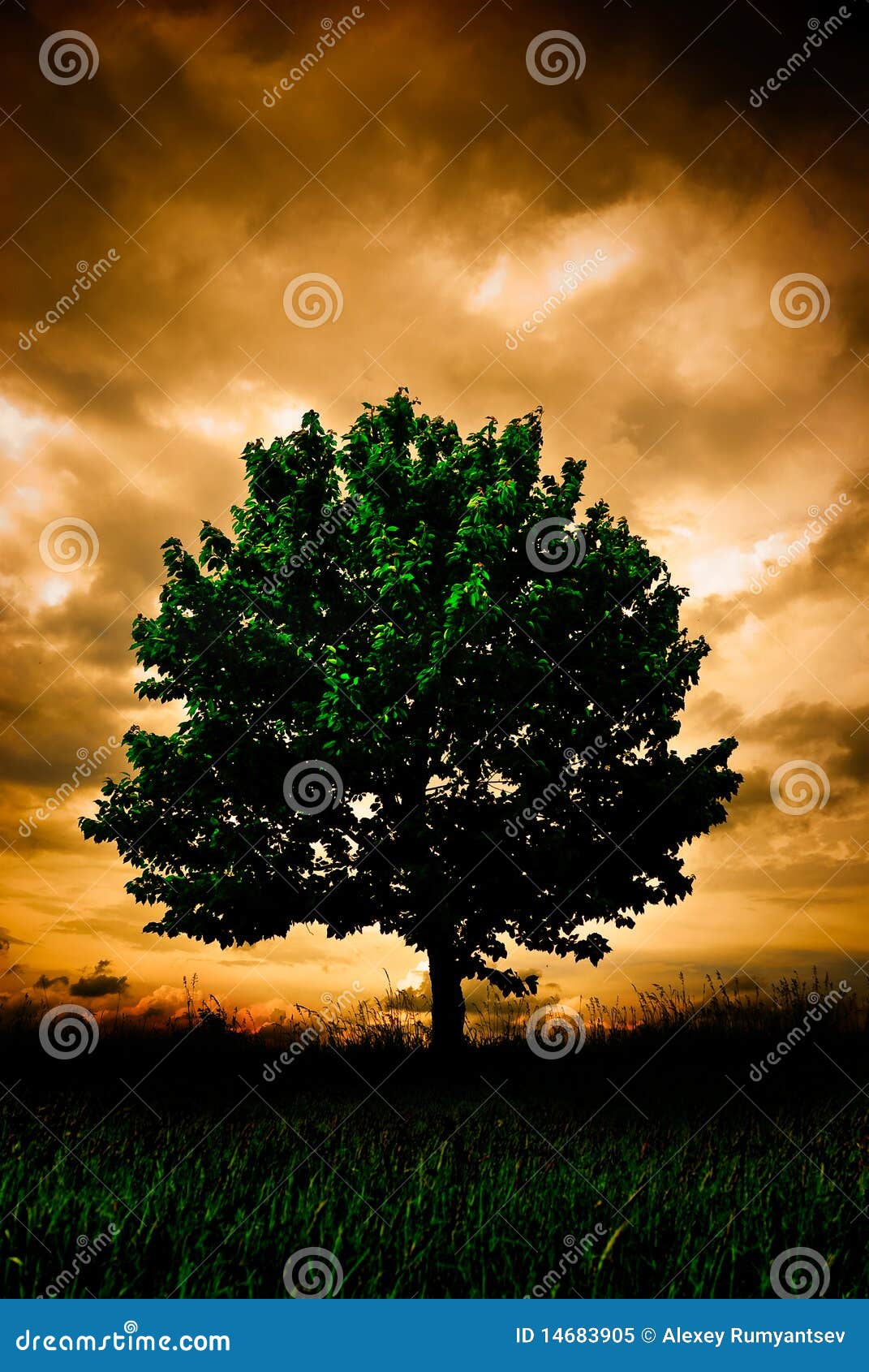 Stormy field view stock image. Image of meadow, leafs - 14683905