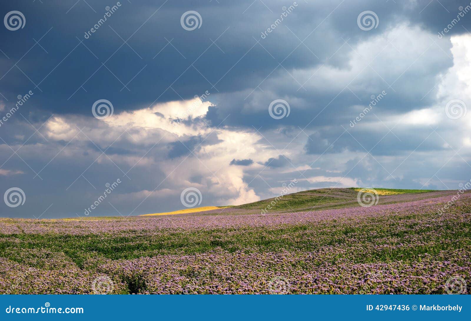 Stormy Fields with Flowers and Clouds Stock Photo - Image of sunlight ...