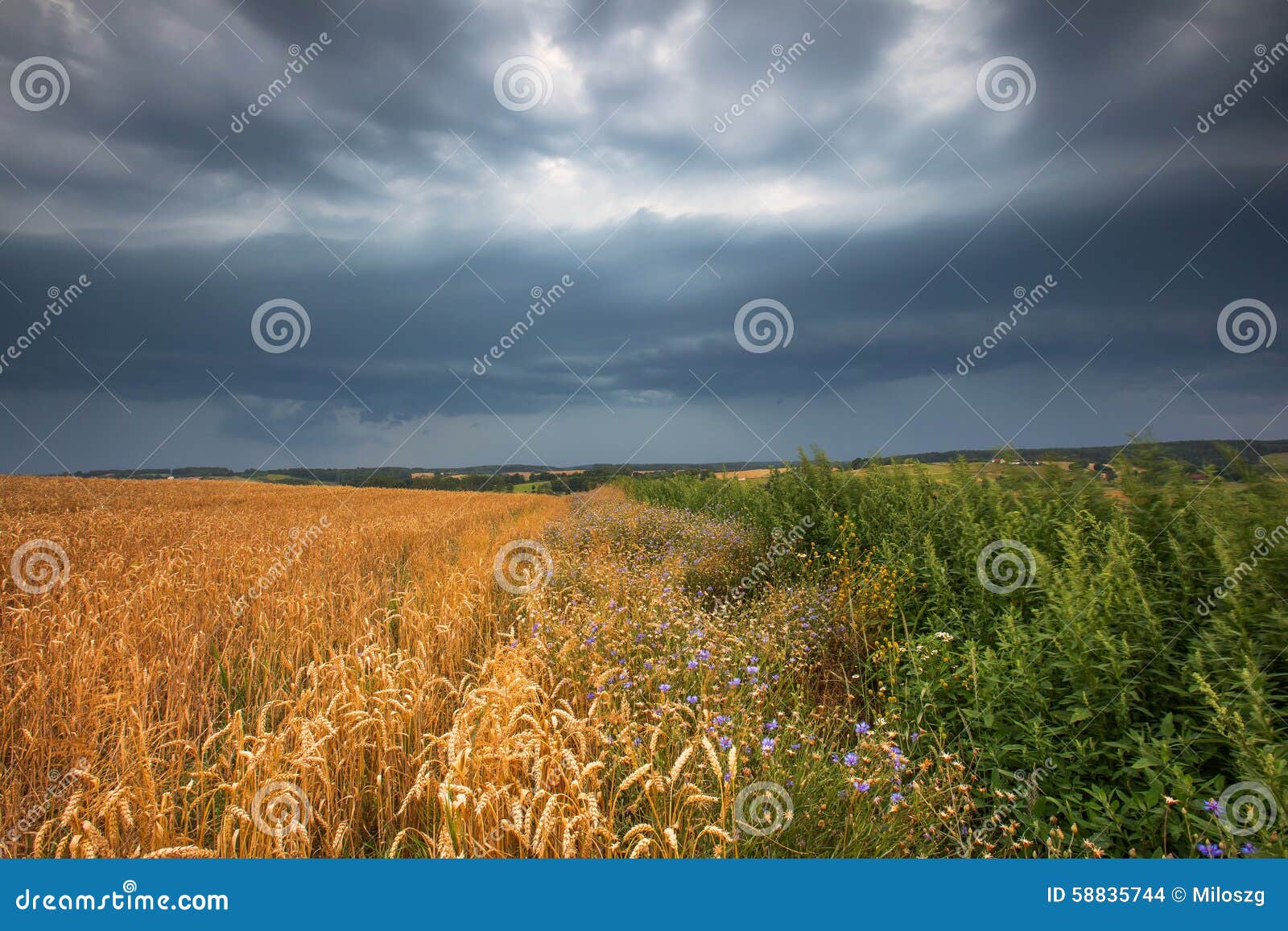 Stormy sky over field stock photo. Image of dramatic - 58835744