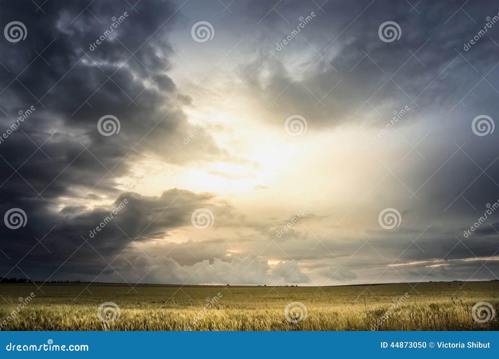 Stormy Sky Over Wheat Field Stock Photo - Image of nature, overcast ...