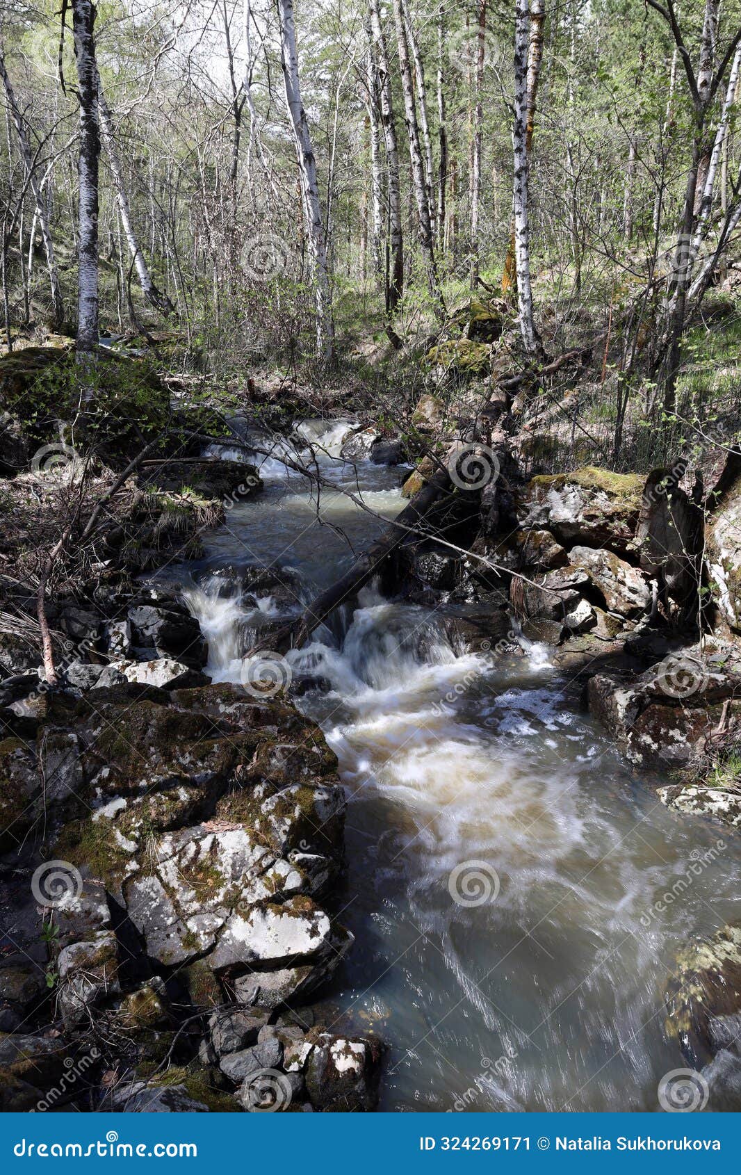 A Stormy Spring Stream of Water Runs between Stones in the Forest ...