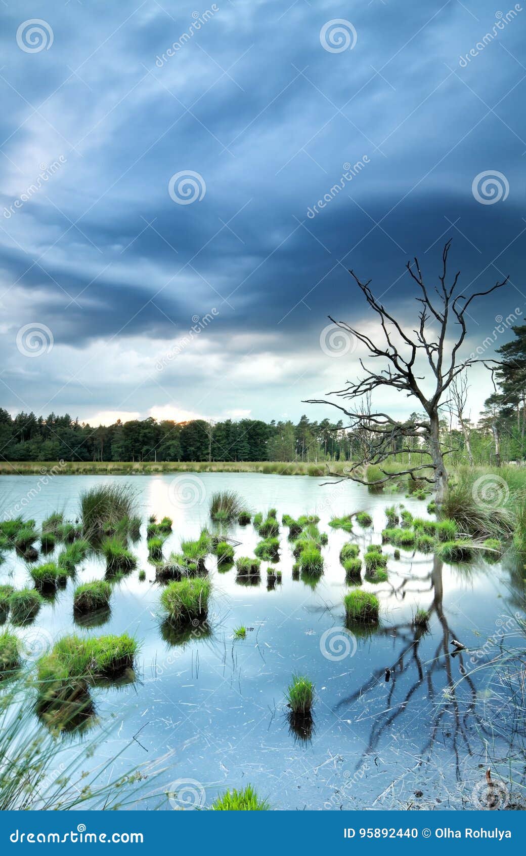 Stormy Weather Over Wild Swamp Stock Photo - Image of clouded, wild ...
