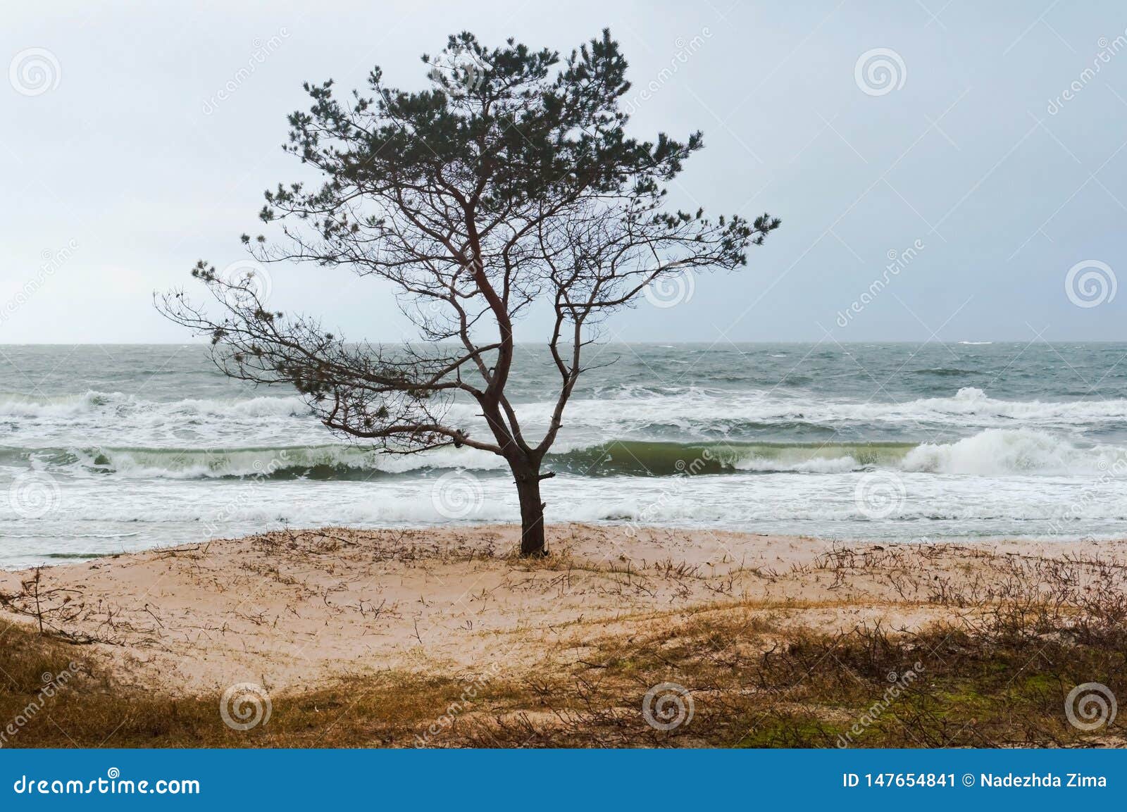 Stormy Weather by the Sea, Lonely Tree by the Sea Stock Image - Image ...