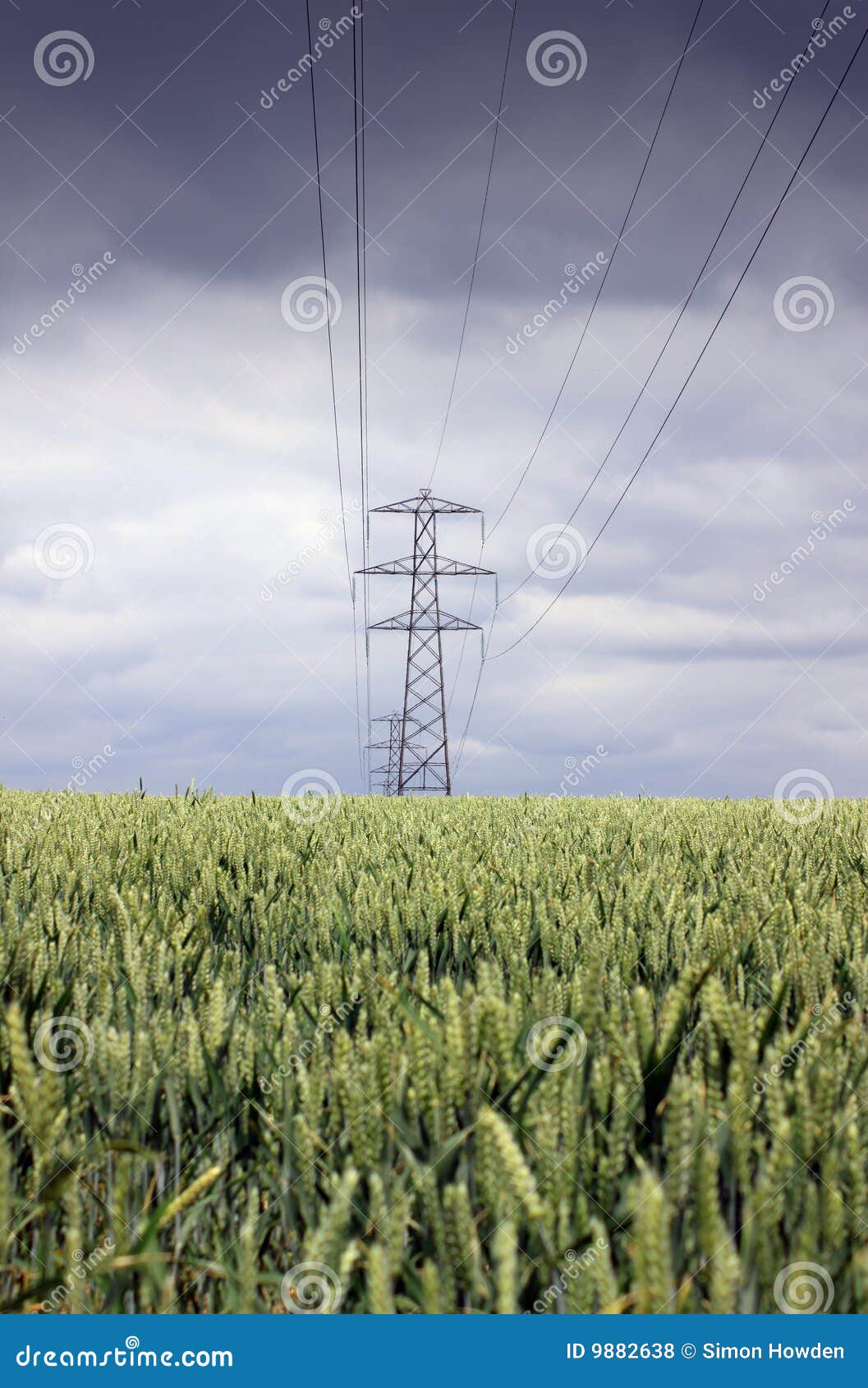 Stormy What field stock photo. Image of countryside, blossom - 9882638