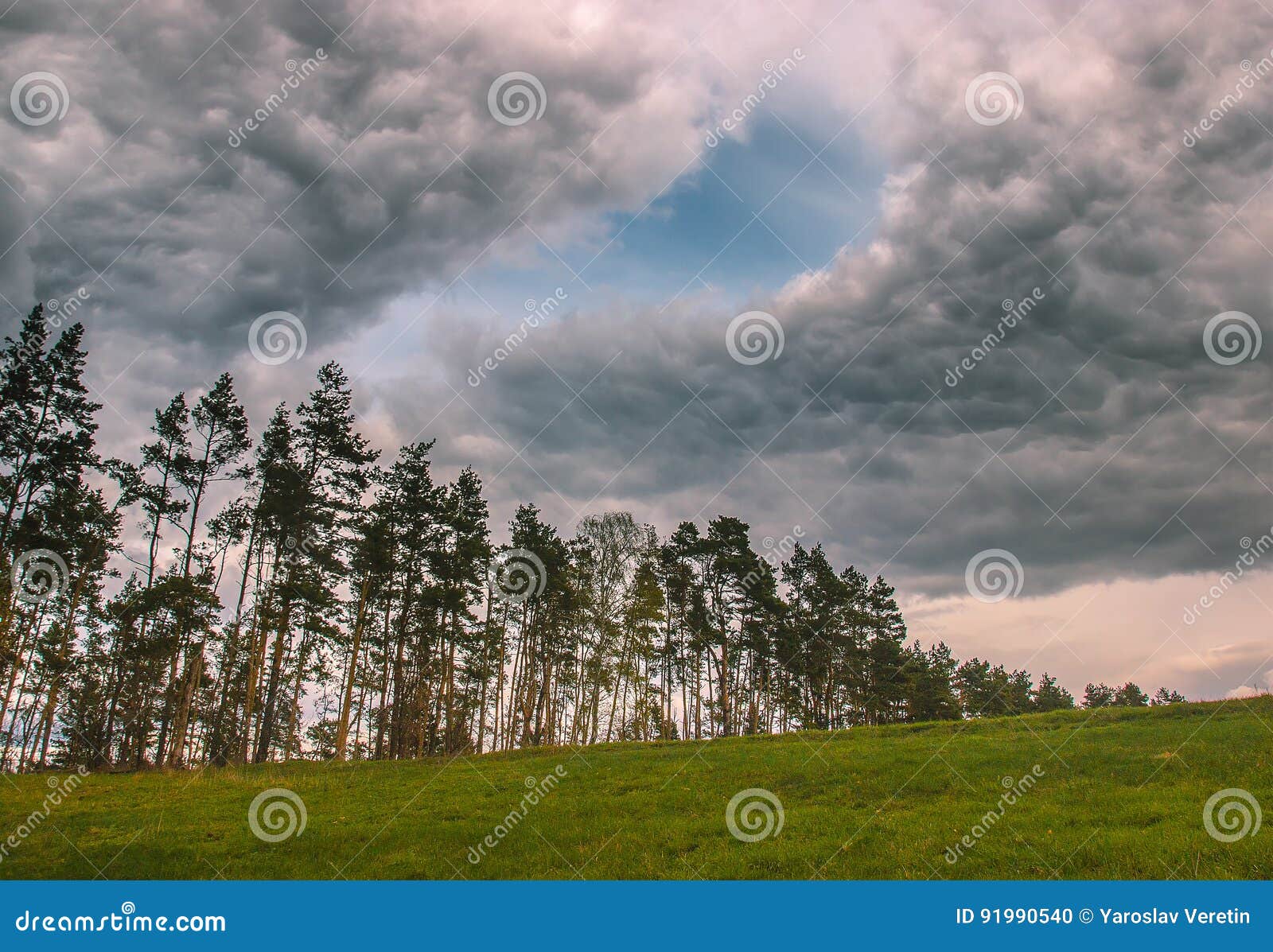 Stormy and Windy Day at the Forest. Rain Over Pine Stock Photo - Image ...