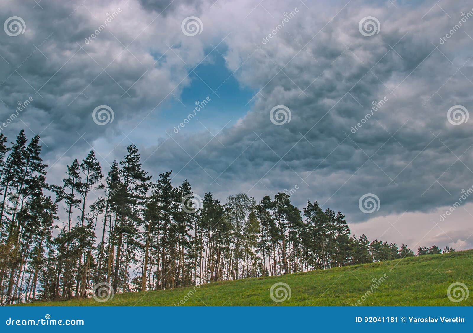 Stormy and Windy Day at the Forest. Rain Over Pine Stock Image - Image ...